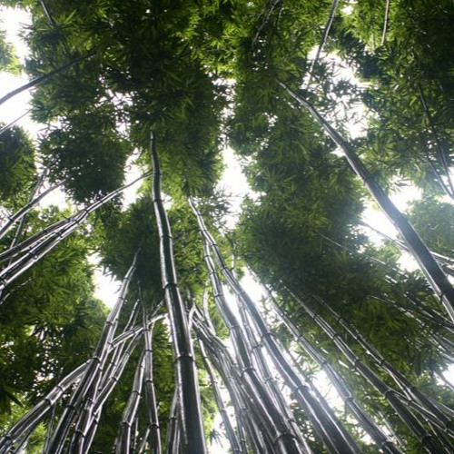 Stream 2022 My Danca Music CD by Phil Dang | Listen online for free on ...