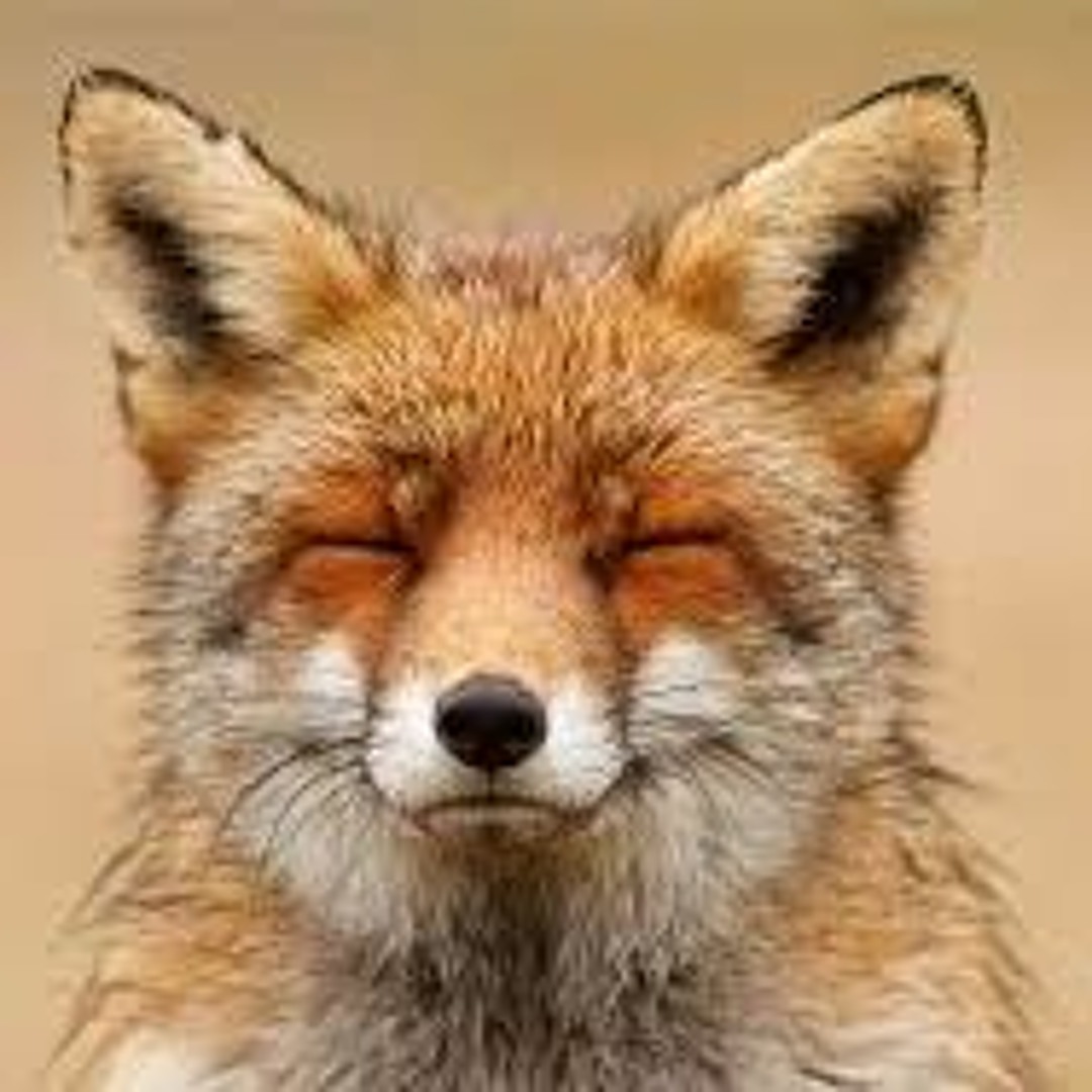 Stream Bo En - Every Day (Everyday Meme Song) by CrazyRedFox666 ...