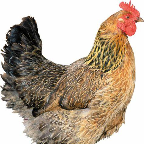 Stream damn brother by turntechGodhead | Listen online for free on ...