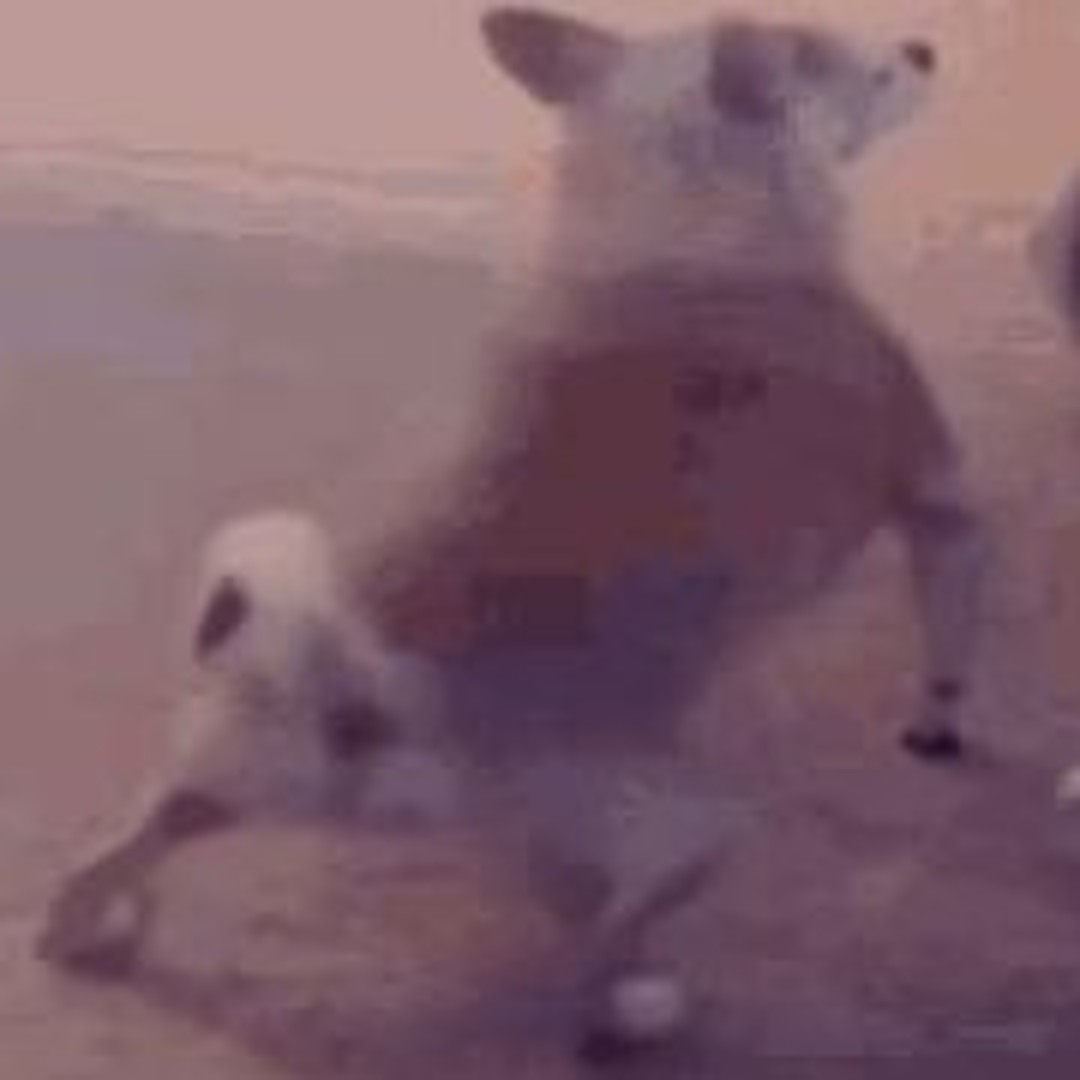 Twerking Dog Dog Twerking GIFs | Tenor
