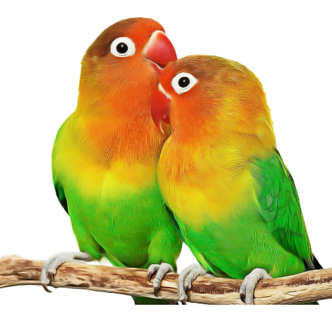 Listen to music albums featuring LA PERICA - Canción de Venezuela by ...