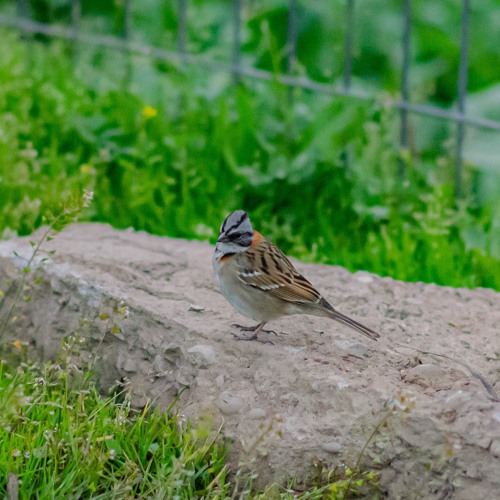 Stream Alma, corazón y vida - Violeta Castro M by Violeta Castro Medina ...
