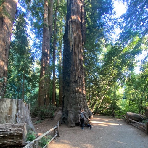 Stream Forest Journey And Grounding Tree Guided Meditation by Mia ...