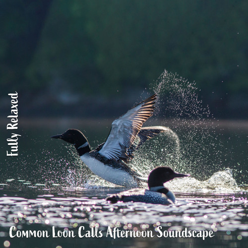Stream Steve Brassel | Listen to Fully Relaxed: Common Loon Calls ...