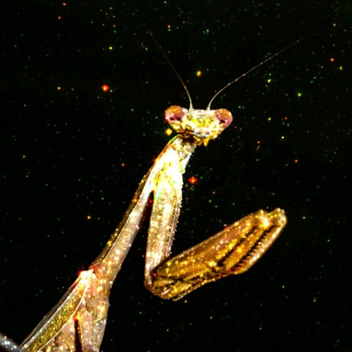 Stream Space Mantis 2.0 by SteamPunk TimeMachine | Listen online for ...