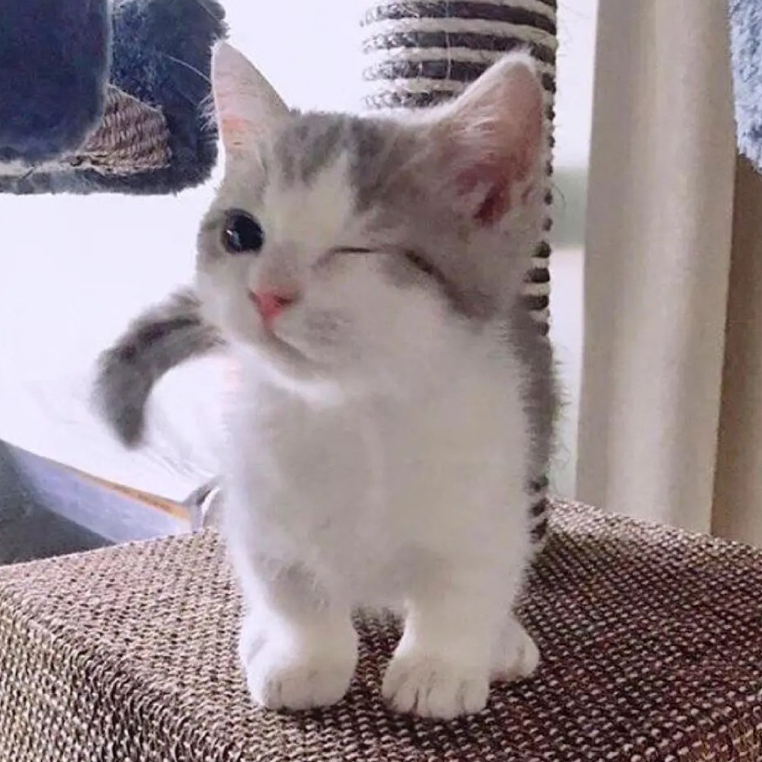 Stream step on me -The cardigans (looped) by ᴋʏᴜʀᴏᴋɪ | Listen online ...