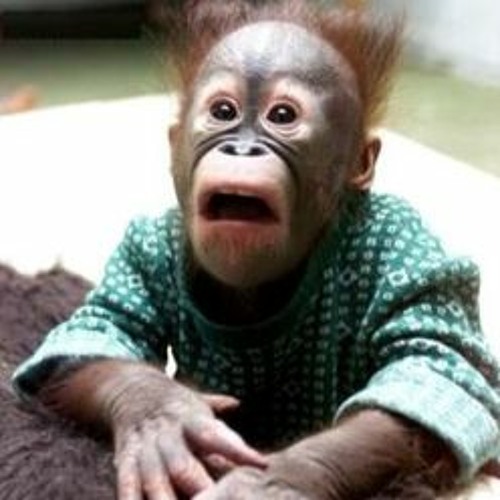 Stream Caca De Mono by Retard Compendium | Listen online for free on ...