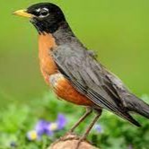 Stream episode The Birds Are Returning With Al Batt 03122024 by The ...