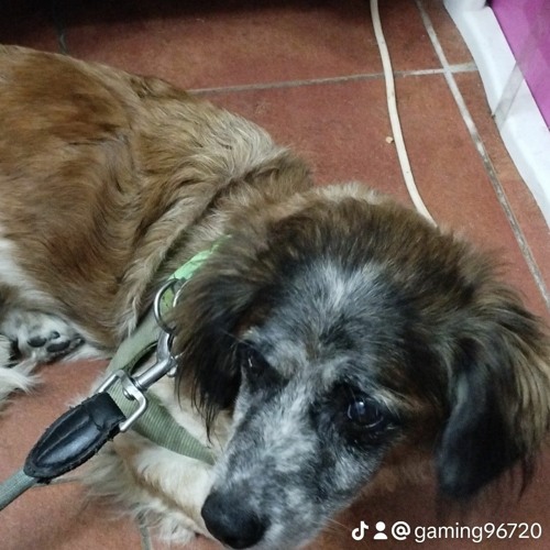 Stream Amor Mio _ Karol G x J Balvin Type Beat.m4a by gaming 96 ...