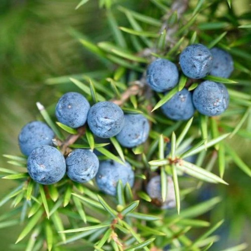 Stream Juniper Love by Jeri NoVa | Listen online for free on SoundCloud