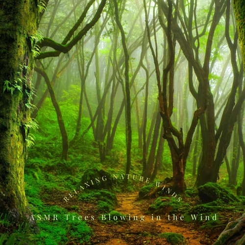 Stream Relaxing Nature Winds by ASMR Trees Blowing in the Wind | Listen ...