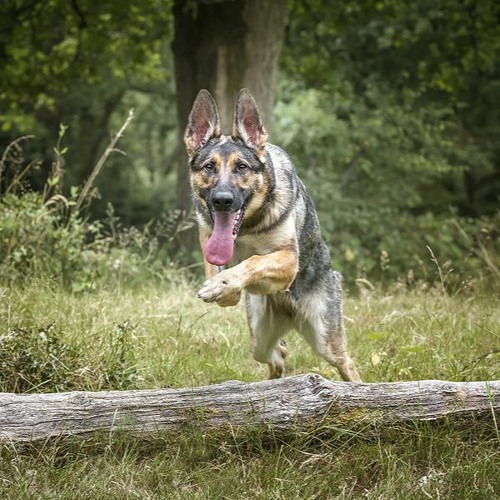 Stream Wilson the Rescue Dog Who Helped Find the Amazon Children Is ...
