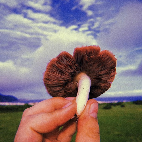 Stream FUNGHI by seteh | Listen online for free on SoundCloud