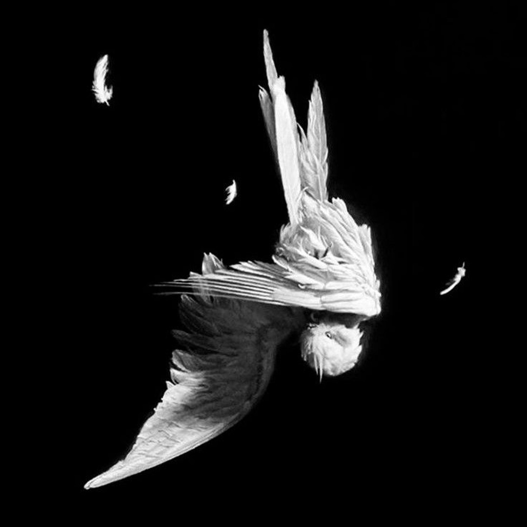 Stream how can an angel break my heart? [BUY ON BANDCAMP] by DISSECT ...