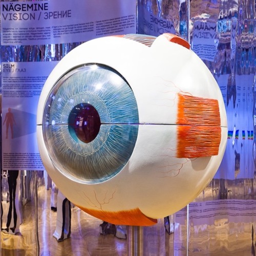 Stream episode #02 Inimese meeled: nägemine by Eesti Tervishoiu Muuseum ...