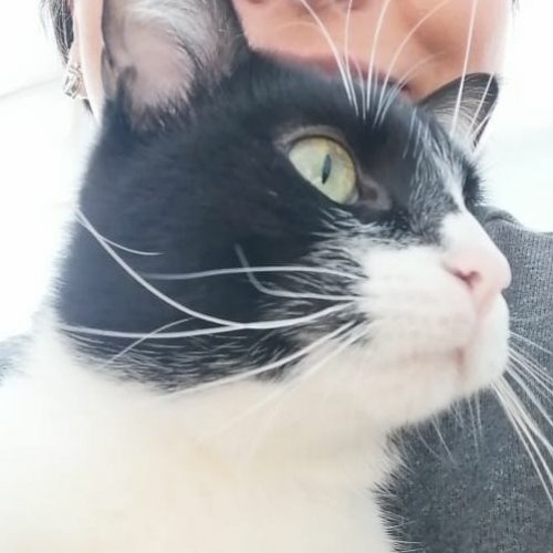 Stream Emilio, el gato enmascarado by marialejandragutierrez317 ...