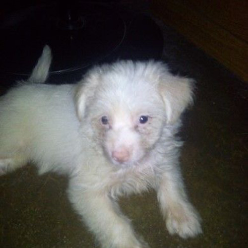 Stream lil b - birth of rap / im god mixx by thank me | Listen online ...