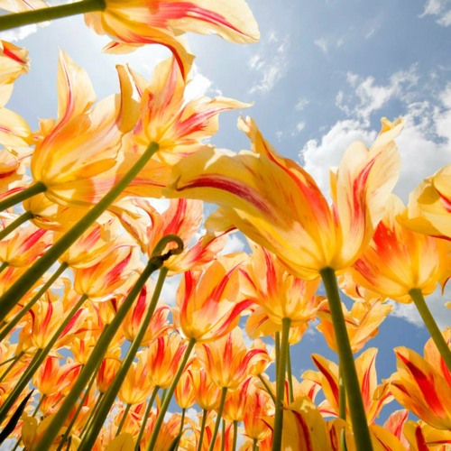 Stream Psyryn Vernal Gathering 2024 by Psyryn | Listen online for free ...