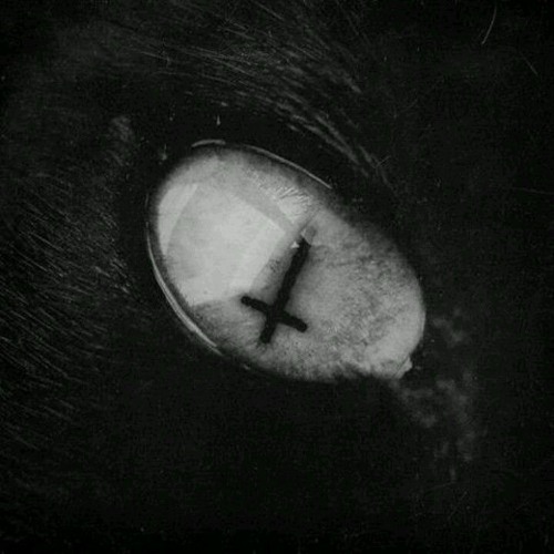 Stream Griztronics X Propoganda X Rail Breaker ( Meow Rescratch ) by ...