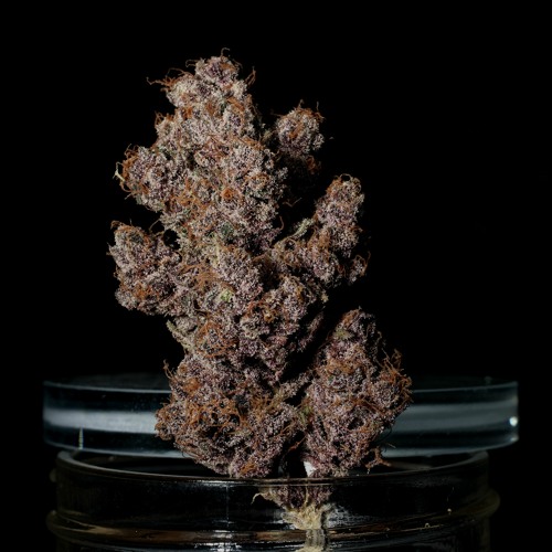 Stream Smelling Cannabis Better! Improving Sense of Smell by Mass ...