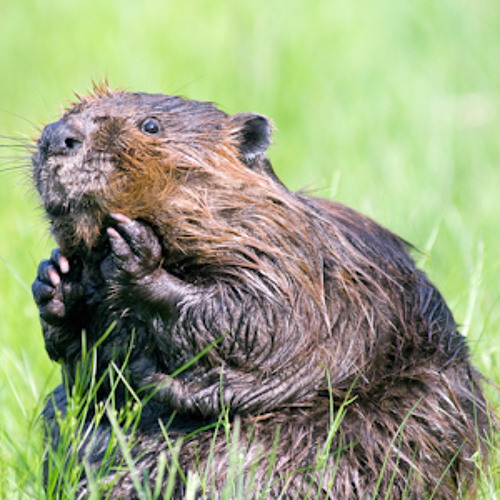 Stream Archie Ruggles-Brise talks about the Essex beavers by World ...