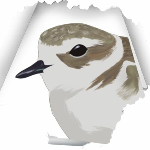 Stream Chorlo nevado - Charadrius nivosus by Fundación Ambiental ...
