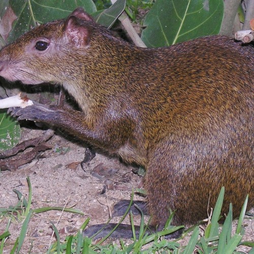 Stream El Ñeque by Embera Quera | Listen online for free on SoundCloud