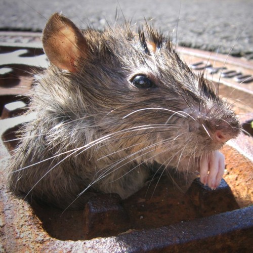 Stream Rat Bastard by Brickbats | Listen online for free on SoundCloud