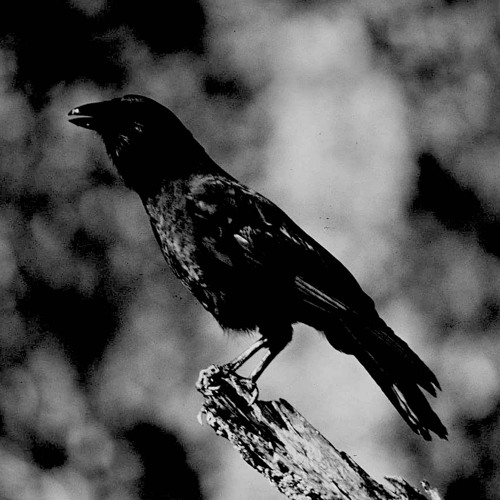 Stream Demo Blackest Crow half minute30 sec by Wes Mac | Listen online ...