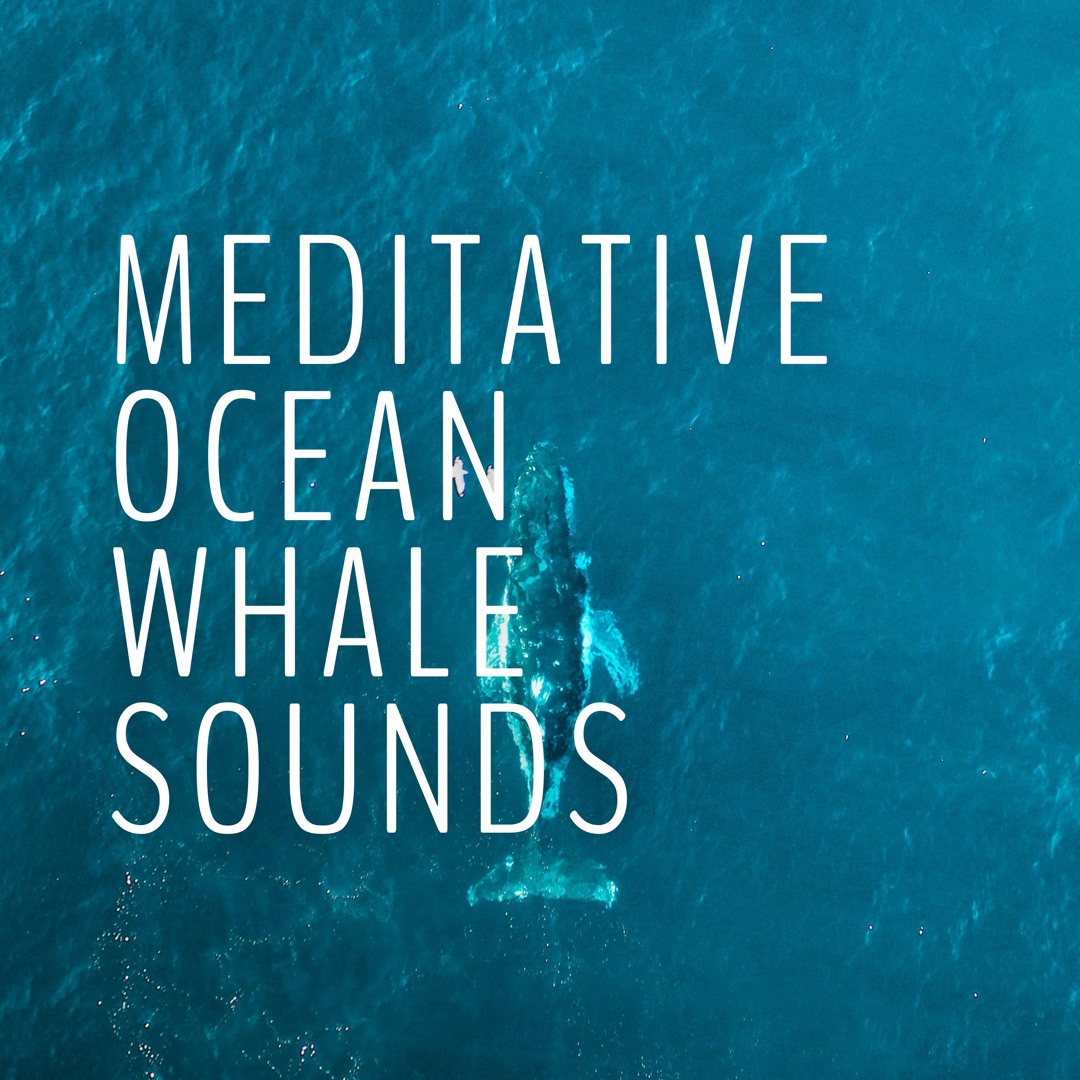 Stream Whale Sounds Relaxation | Listen to Meditative Ocean Whale ...