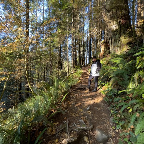 Stream Forest Temple by Bedroom Alchemist | Listen online for free on ...