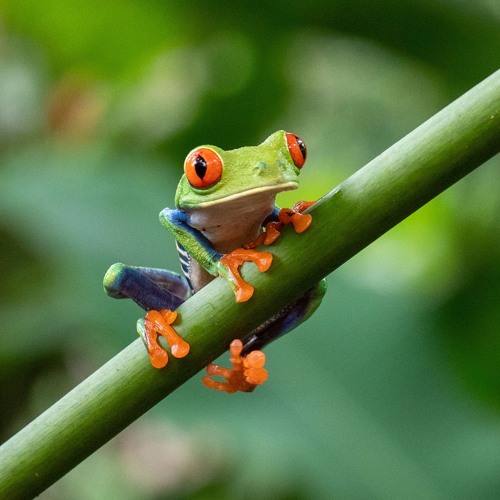 Stream Episode Crawl Javascript Websites Using Screaming Frog By Isaac Adams Hands Podcast