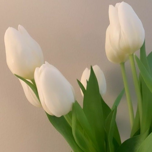 Stream - tung quen.... Lofi Ver Wren Evans x Freak D_ by Sơn Phạm | Listen online for free on ...