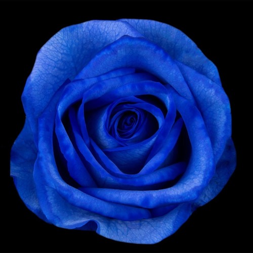 Stream OSTER PROJECT - Blue rose by Snickers Bar | Listen online for ...