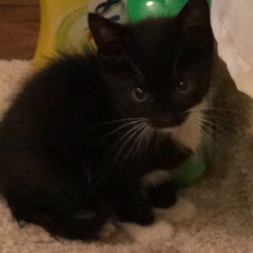 Stream Suburbanfan609 | Listen to Scratch songs (CaptainFluffy ...