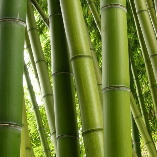 Stream A História Do Bambu by Maria Abadia Ottoni | Listen online for ...