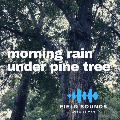 Stream Morning Rain Under Pine Tree | Track by Field Sounds With Lucas | Listen online for free ...