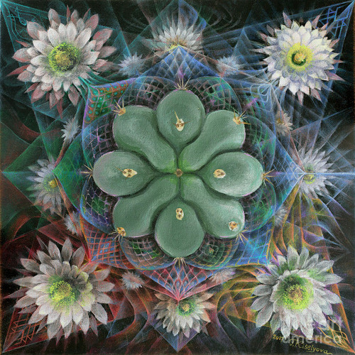 Stream Ma Keda Exotix Soul | Listen to Huachuma ~ Awakolla ~ San Pedro ...