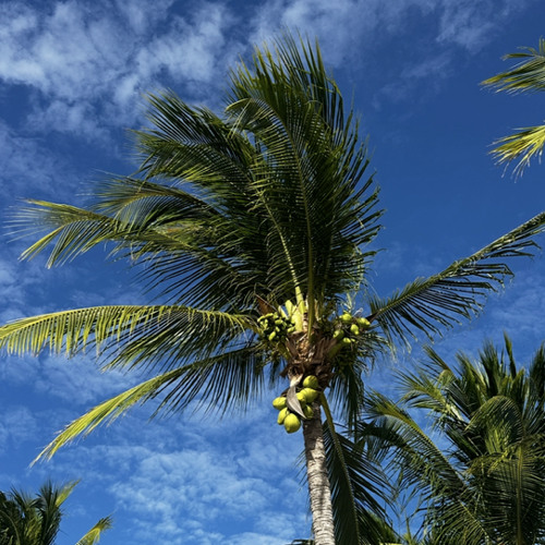 Stream Afro Latin Mix-Pablo Fierro, Alex Twin, Mosoo, Saudade, Samm ...