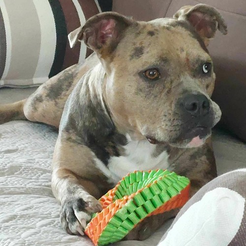 Stream Hit's & Dogs (Free Download) by Eye-Xpress | Listen online for ...