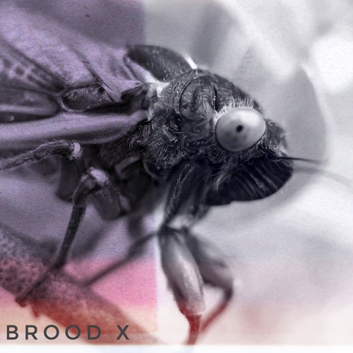 Stream Nova Patch | Listen to Brood X playlist online for free on ...