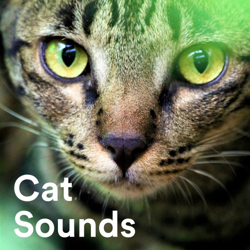 Stream momo's sound diary | Listen to cat sounds🐈🐾 playlist online for ...