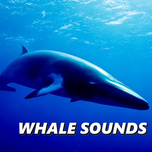 Stream Oceanografers | Listen to Whale Sounds playlist online for free ...