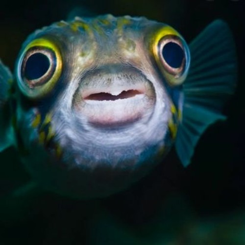 Stream Jaxon Peta-Nelson | Listen to jaxon first and best playlist ...