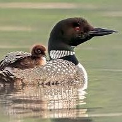Stream episode The Loon - Minnesota's State Bird with Al Batt 07182023 ...