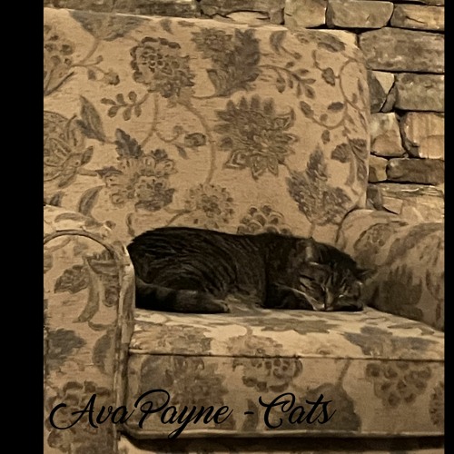 Stream The Kitty Machine by Ava Payne | Listen online for free on ...