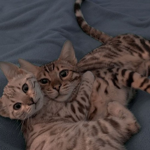 Stream scrub(Prod by SwaggyB) by icemop | Listen online for free on ...