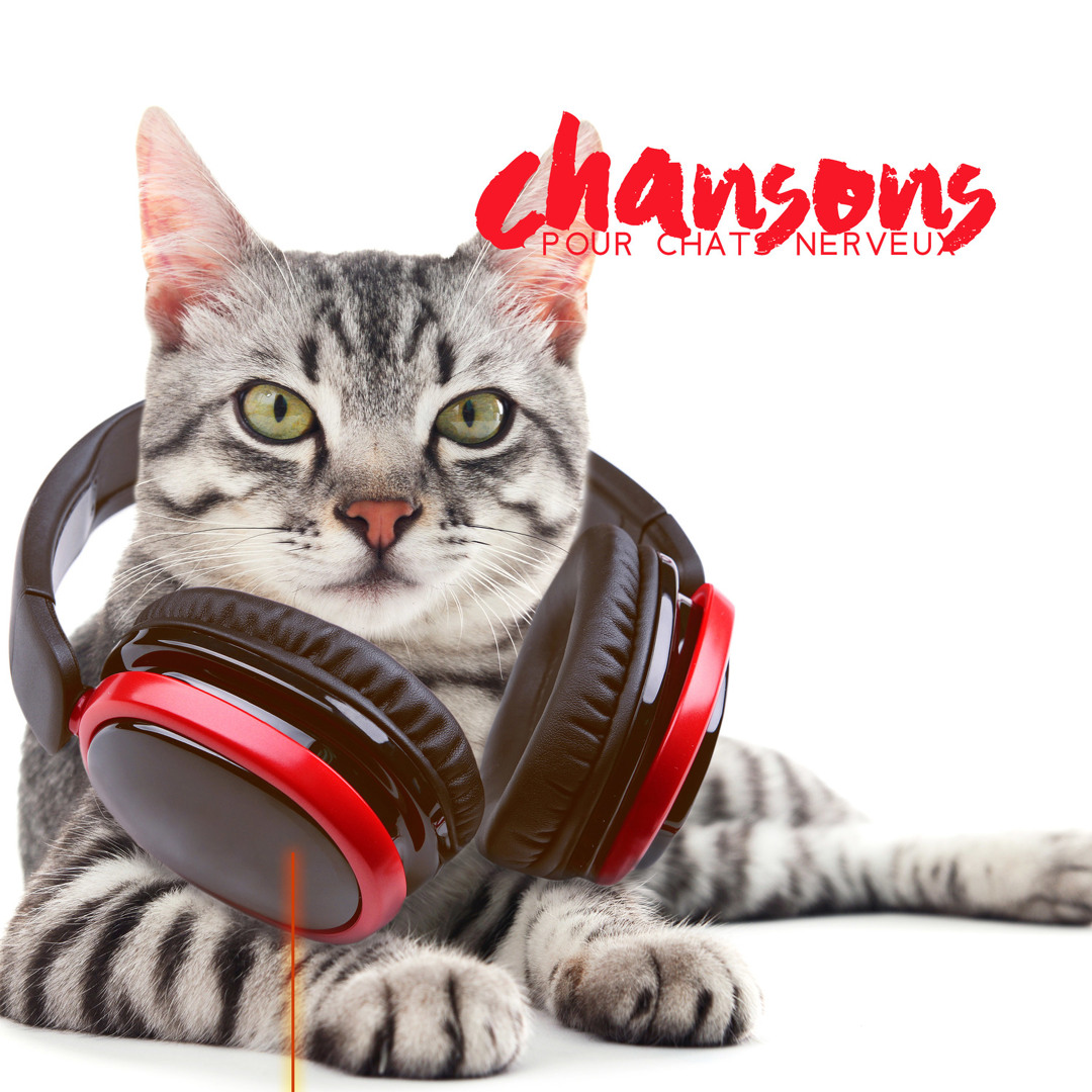 Stream Détente Chat Zone | Listen to Chansons pour chats nerveux ...