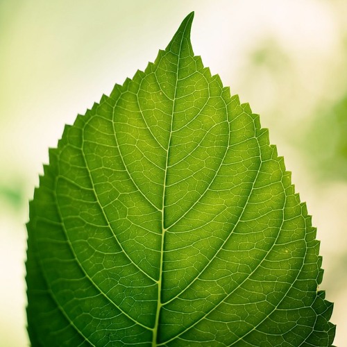 Stream Home by Jacob Mander | Listen online for free on SoundCloud