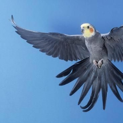 Stream flying parrots Parrot beat by fungegy | Listen online for free ...